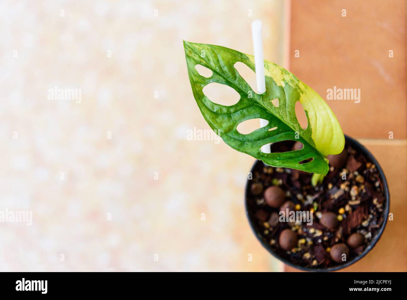 Variegated monstera adansonii hi-res stock photography and images - Alamy