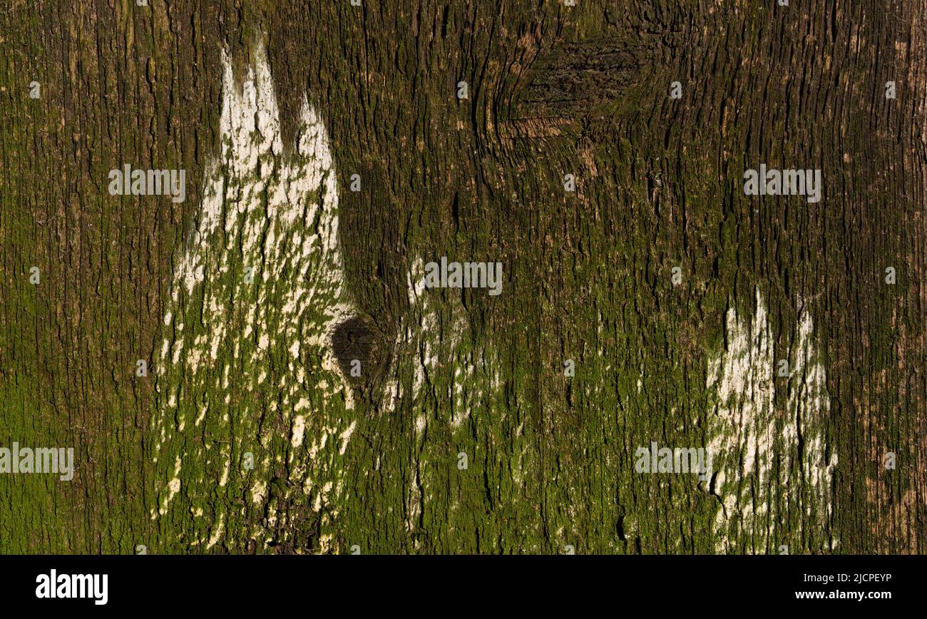 Brown wood background. Wooden plank of a tree trunk close-up with ...