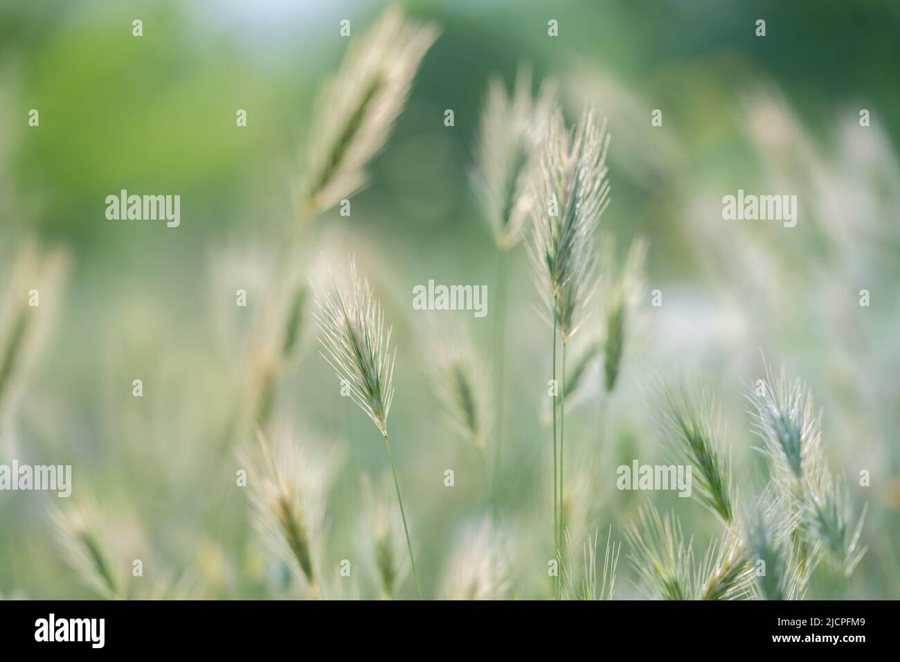 Closeup of ears of wild cereal crops at daylight sway in wind. Sunlit ...