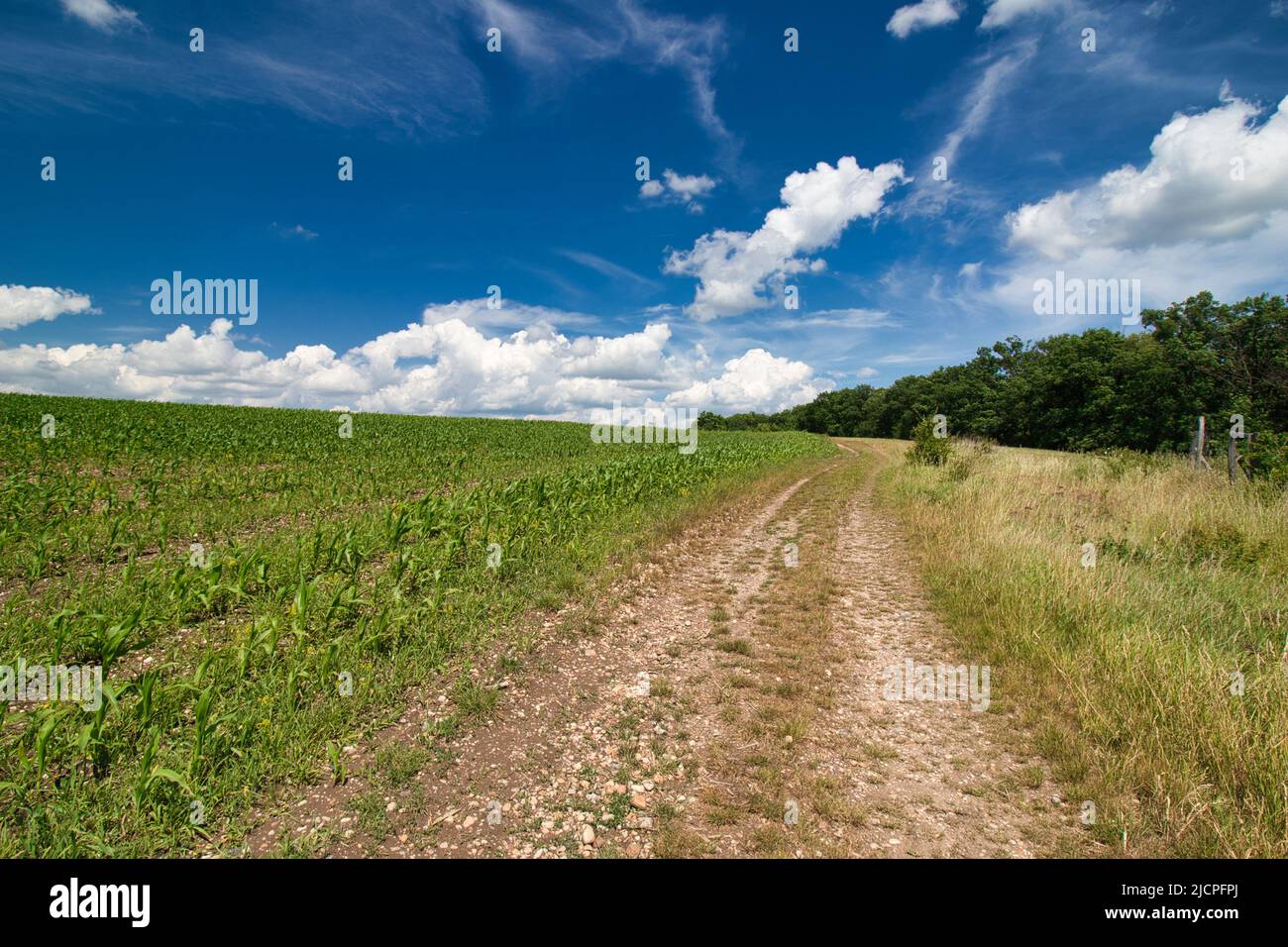A dusty path around field in spring day under blue sky with clouds ...