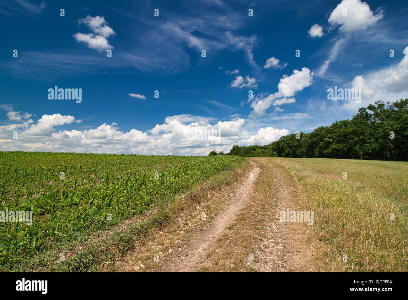 A dusty path around field in spring day under blue sky with clouds ...