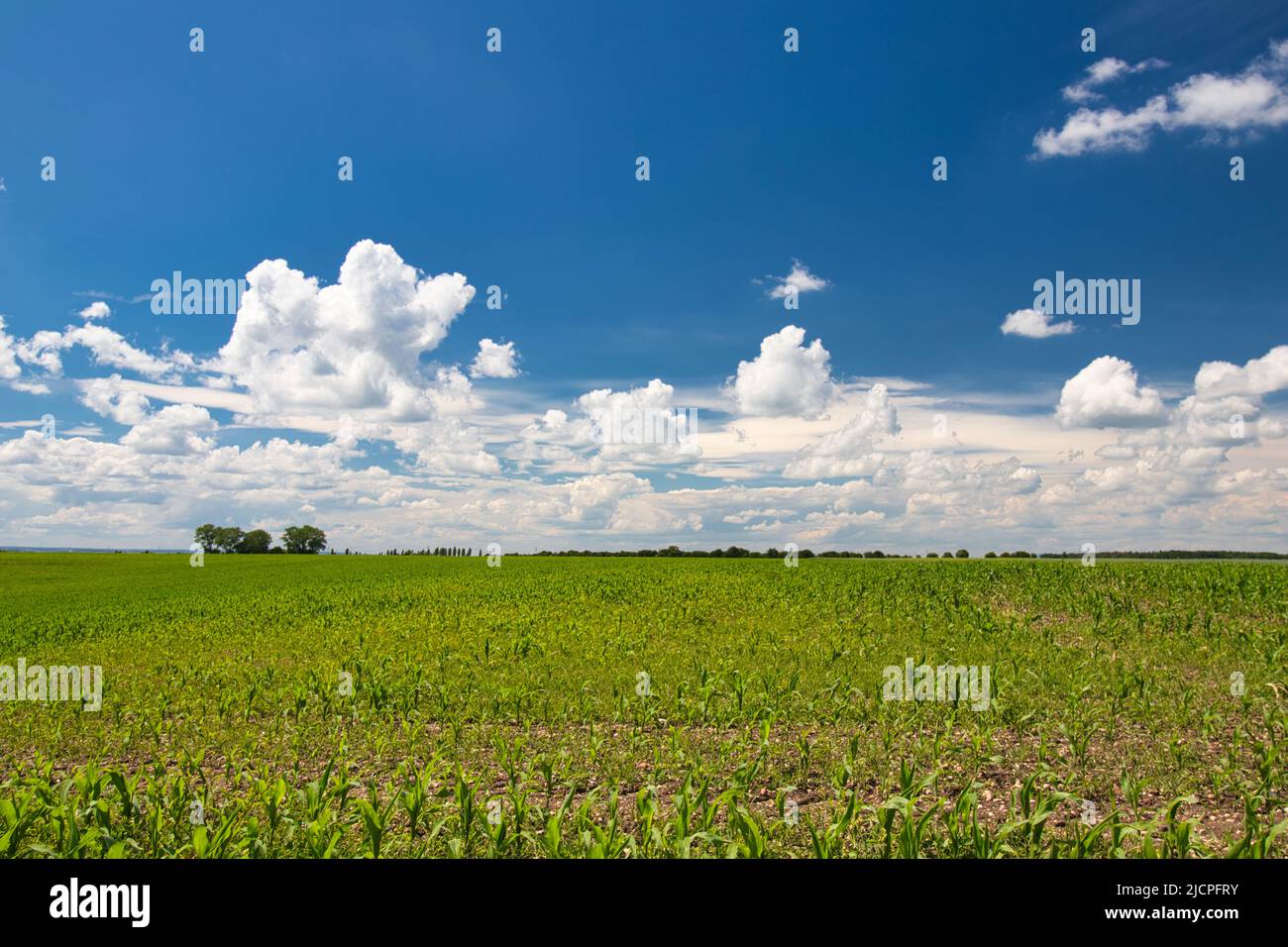 A green field of corn in spring fresh day Stock Photo - Alamy