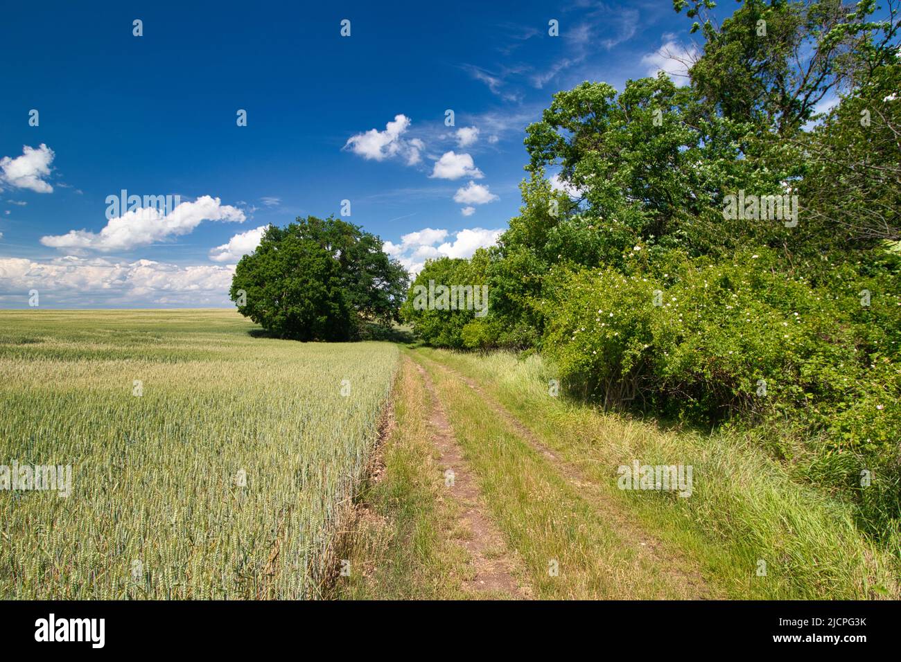 A dusty path around field in spring day under blue sky with clouds ...