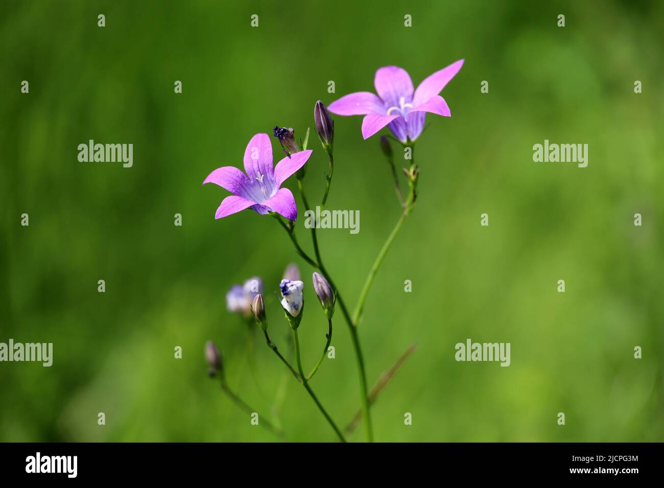 Purple bluebell flower and buds on summer meadow. Wild flowers in green ...