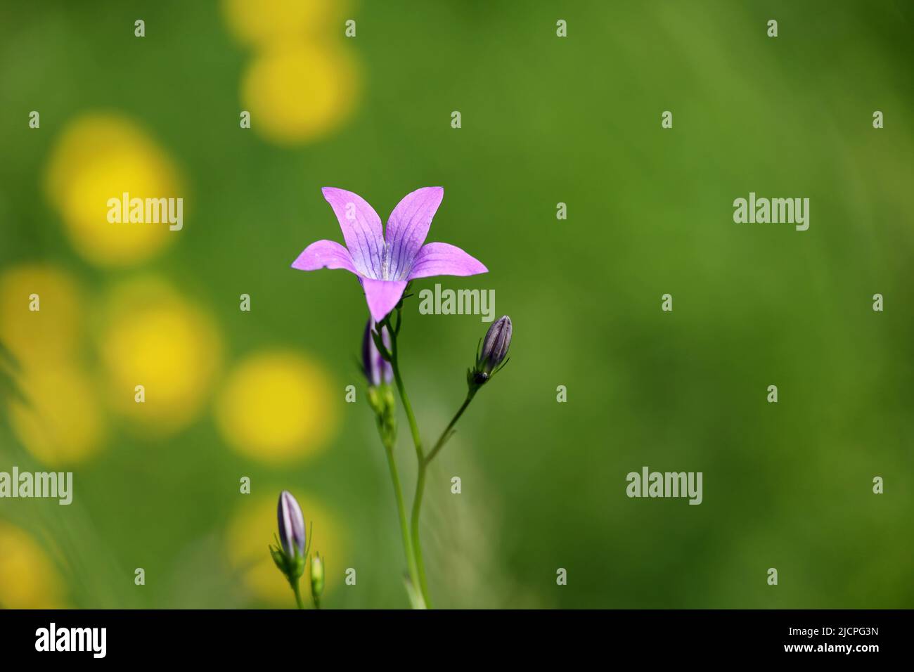 Purple bluebell flower and buds on summer meadow. Wild flowers in green ...