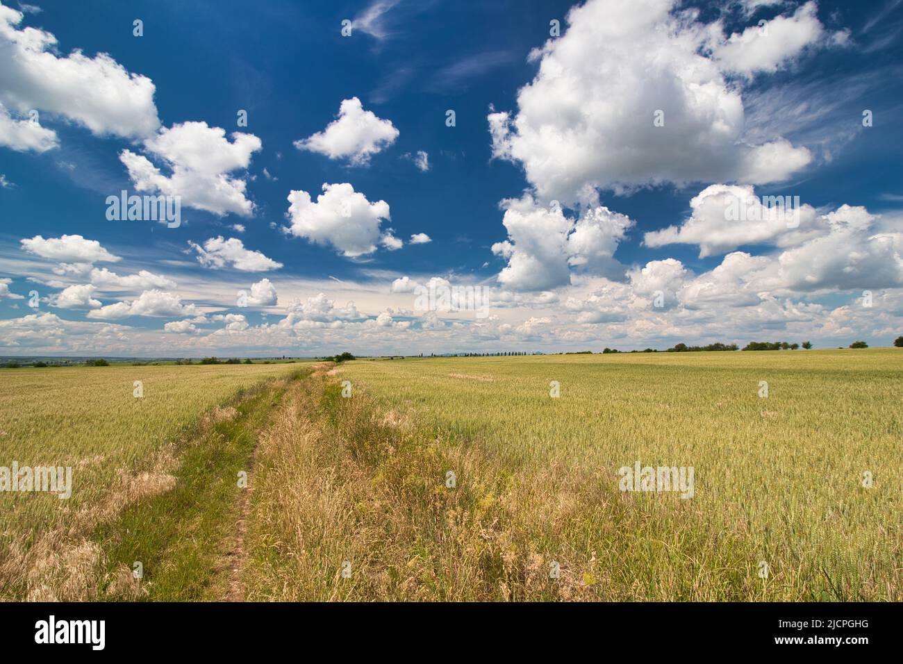 A dusty path between grain fields in spring under white clouds Stock ...