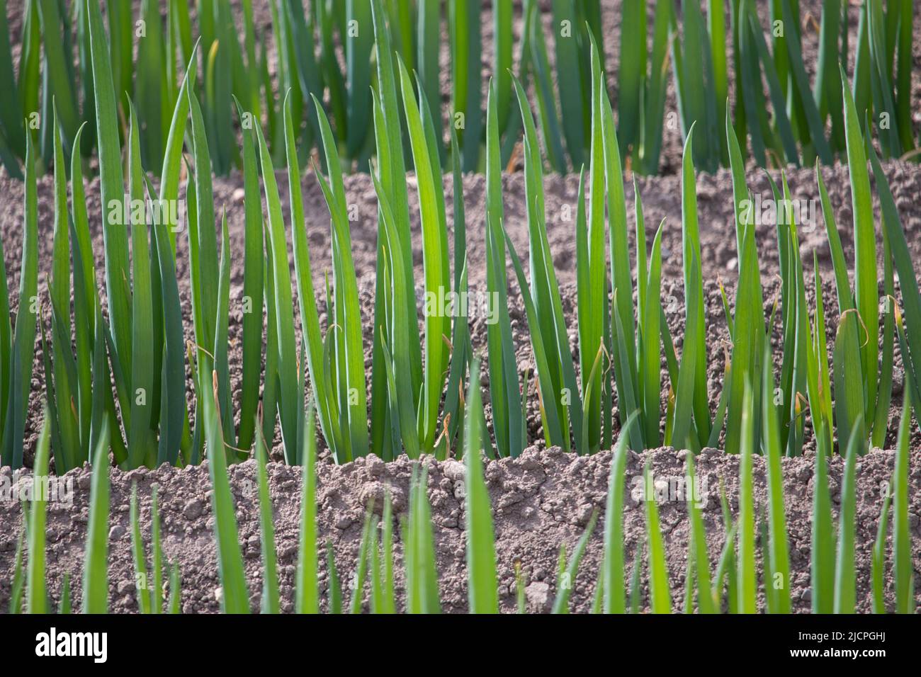 Naga leaves hi-res stock photography and images - Alamy