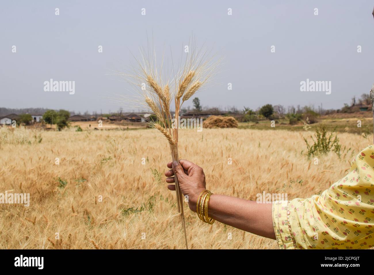 Woman holding plucking harvesting Wheat plant from wheat fields with ...