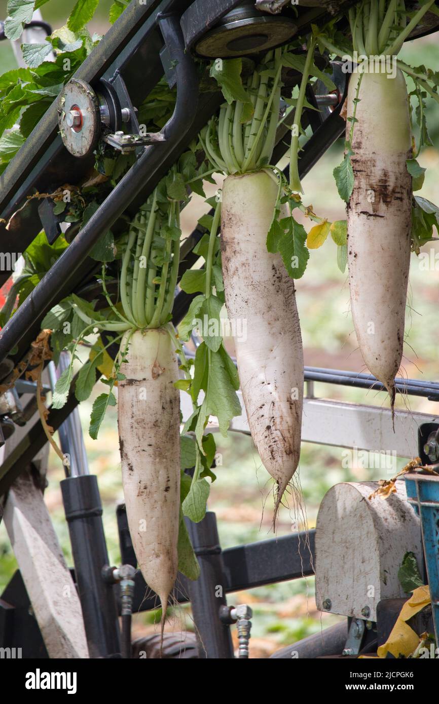 Daikon radish japan hi-res stock photography and images - Alamy