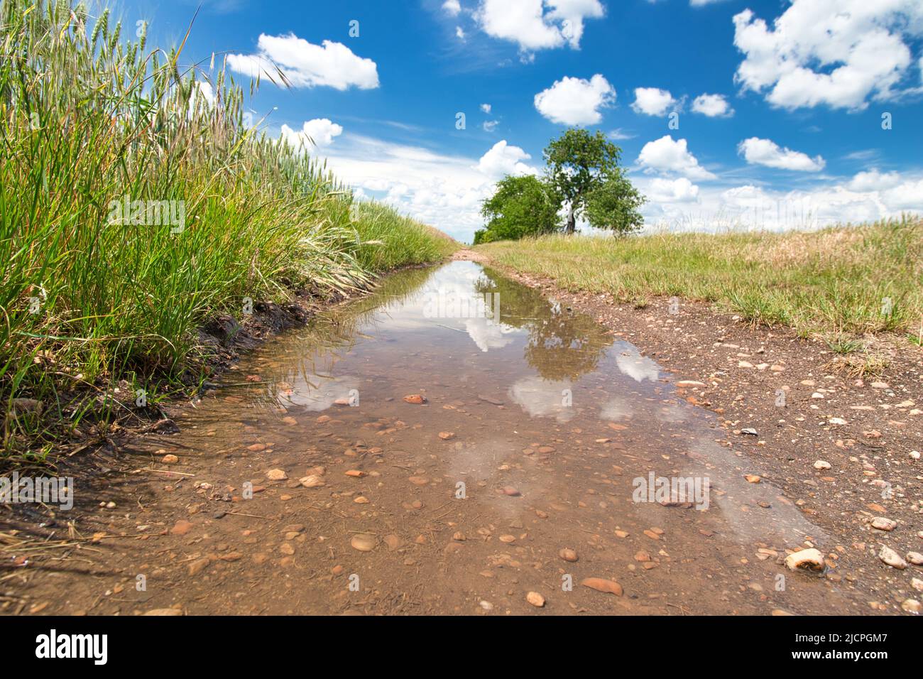 A puddle on a dusty path in field in spring day Stock Photo - Alamy
