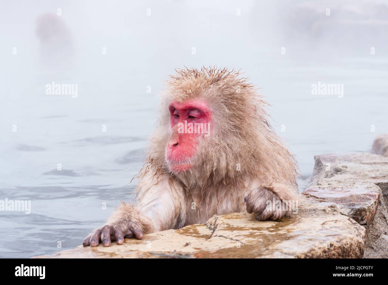 Portrait of snow monkey, Jigokudani Yaen-Koen, Japan Stock Photo - Alamy