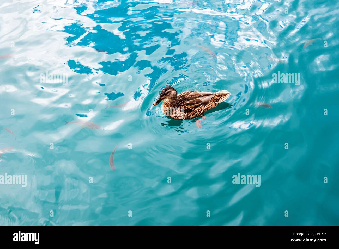 duck swims on the blue water of the lake Stock Photo - Alamy