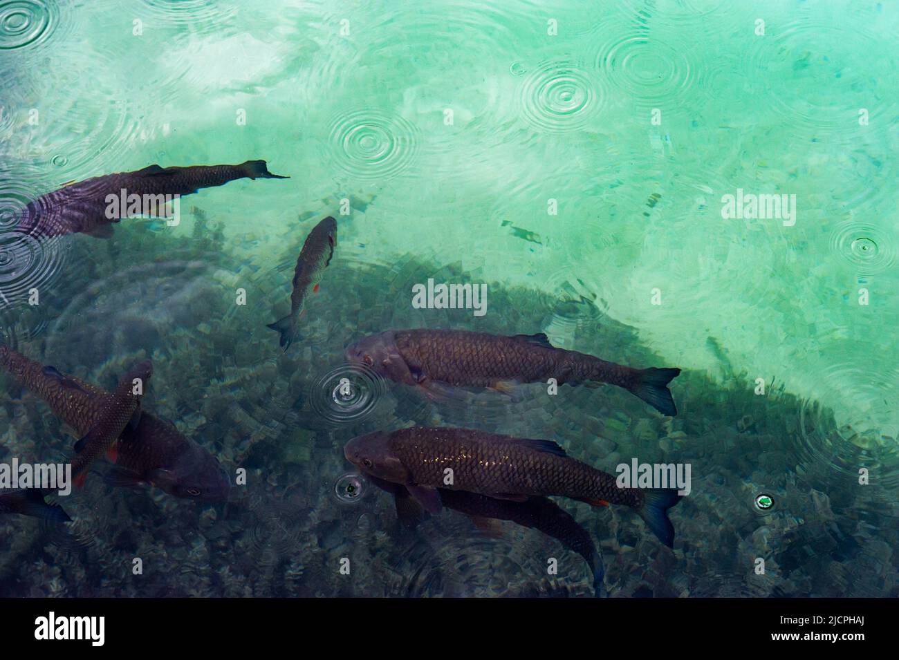 Carp fish Swims in the lake top view through the water. Huge fish of ...