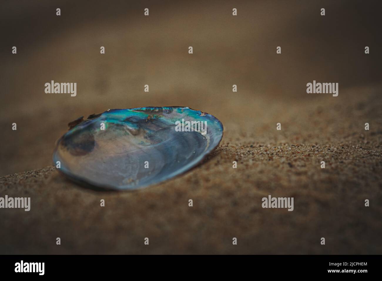 Beautiful colorful oyster shell in the sand Stock Photo - Alamy