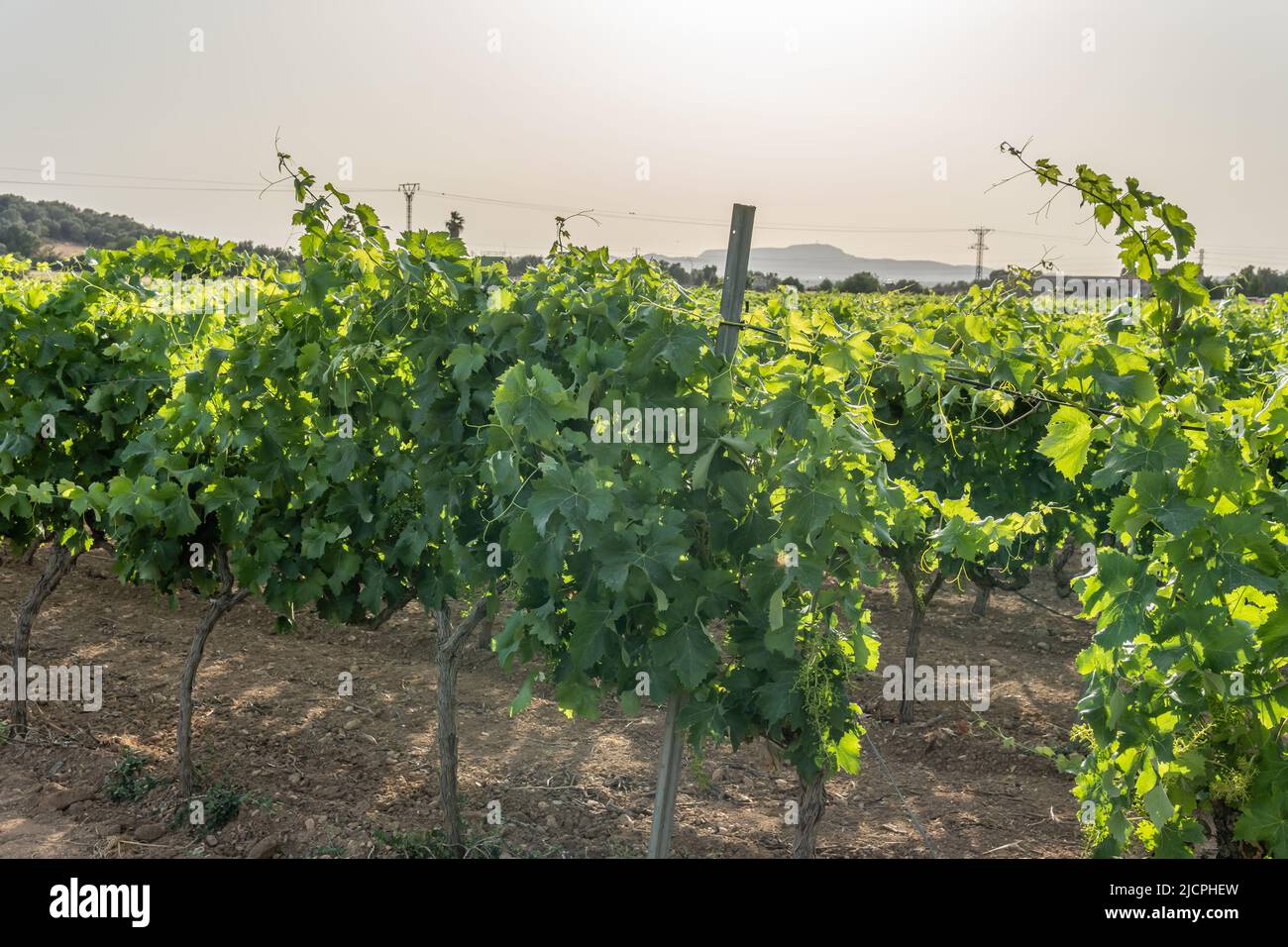 General view of a growing grape vine. Development of the Mediterranean ...