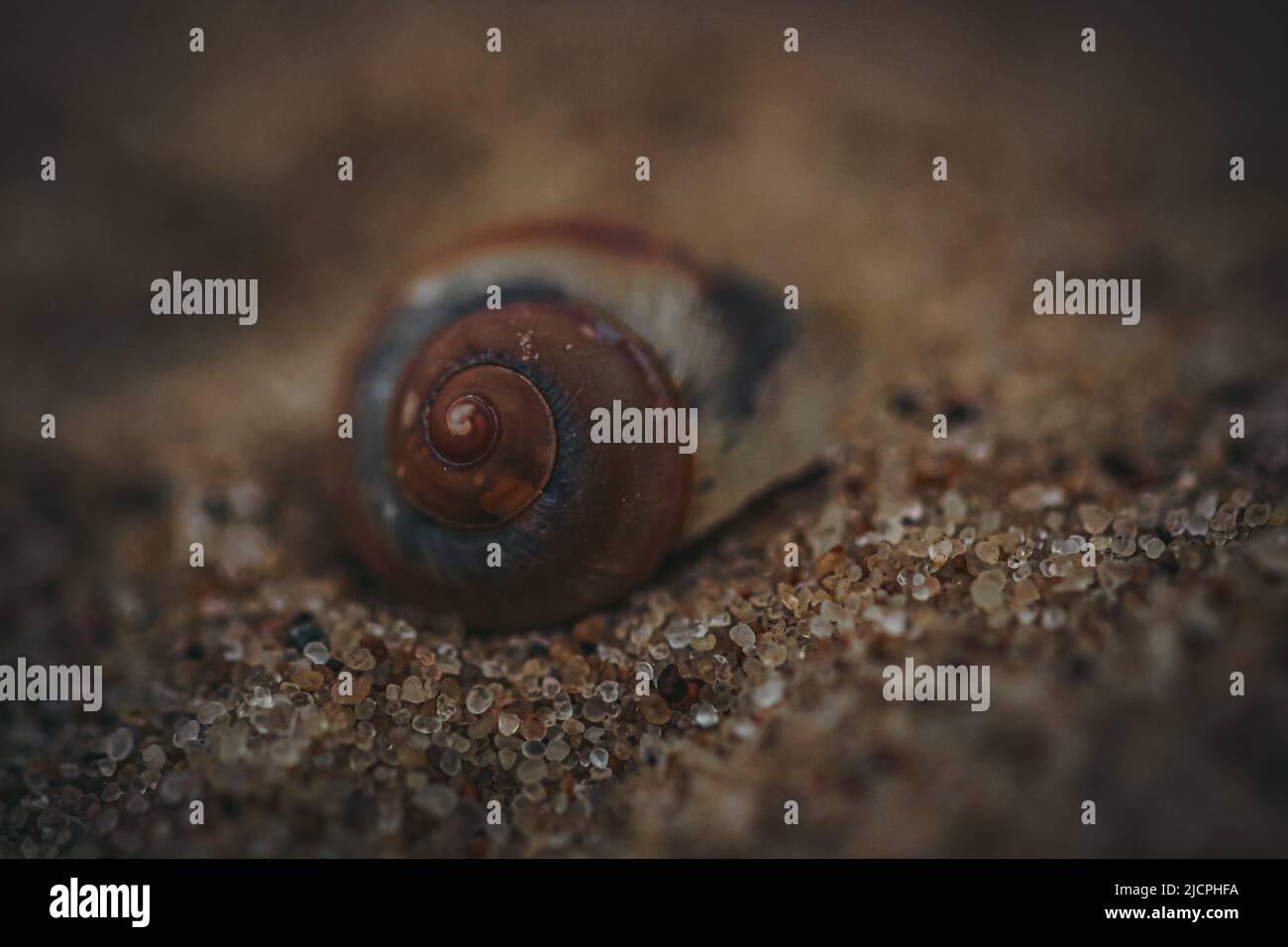 Sea shell in the sand Stock Photo - Alamy