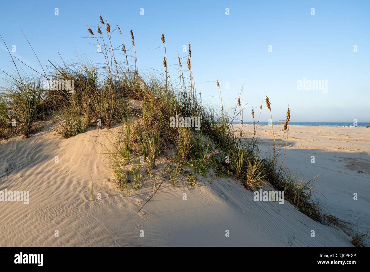 Sea Oats, Uniola paniculata, growing on the foredunes of South Padre ...
