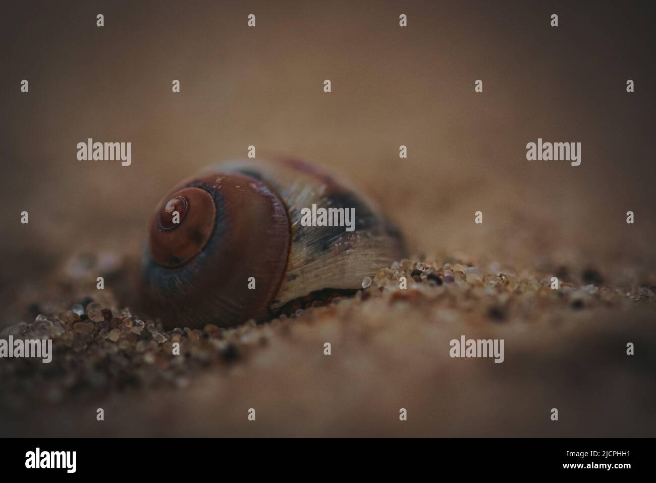 Sea shell on the sand Stock Photo - Alamy