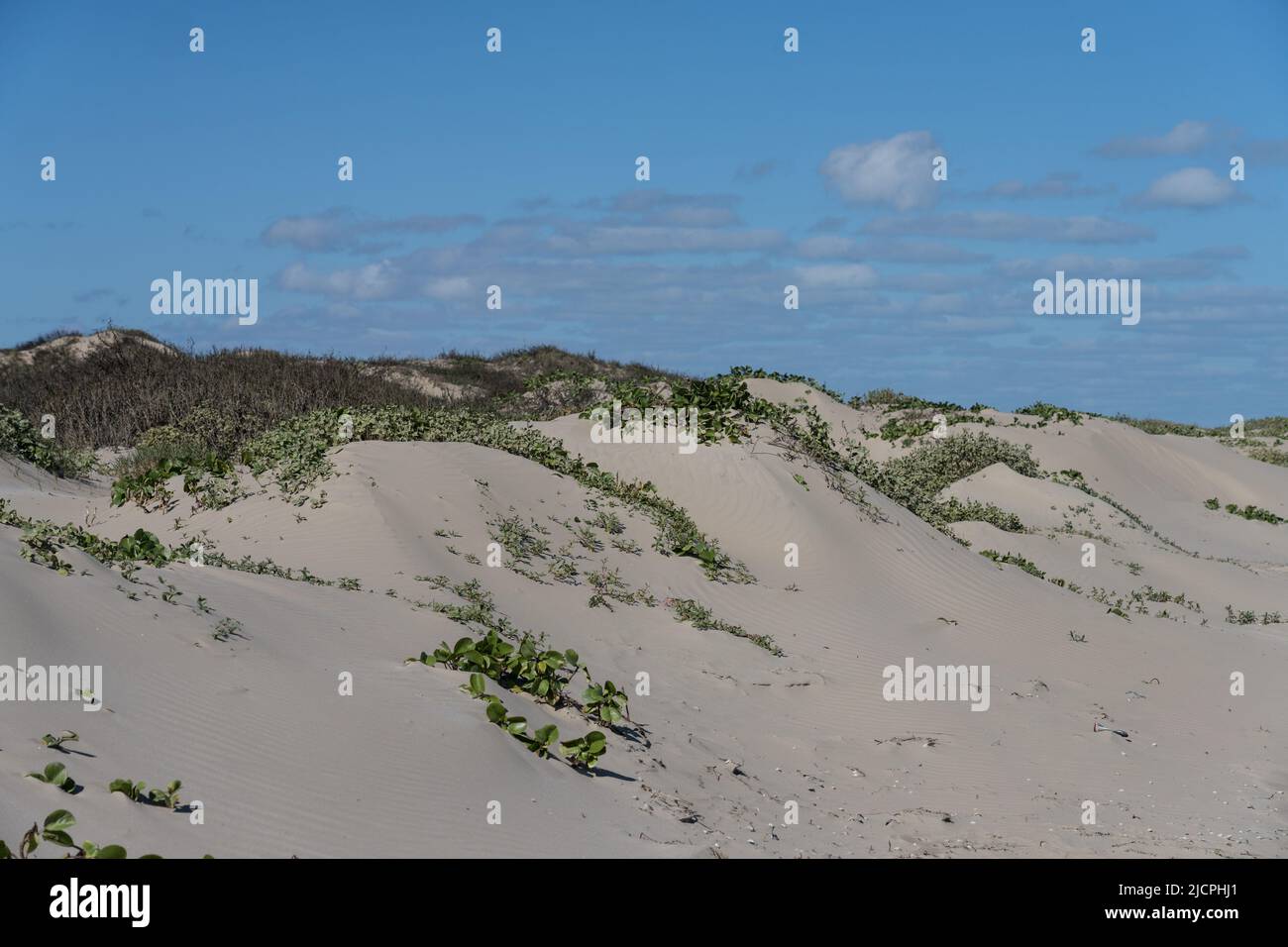Beach morning glory or railroad vine and Gulf Croton growing on the ...