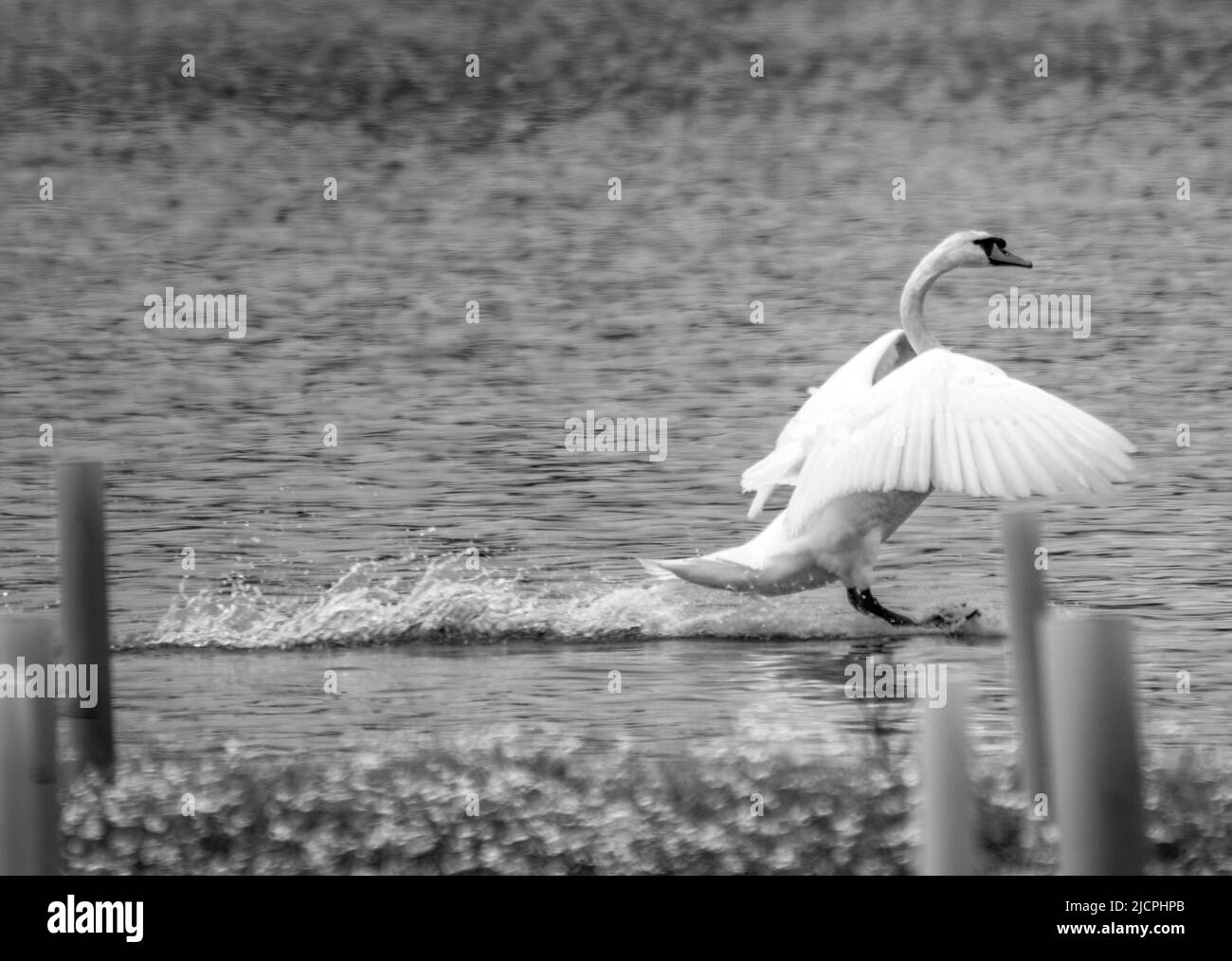 Swan landing on water Stock Photo - Alamy