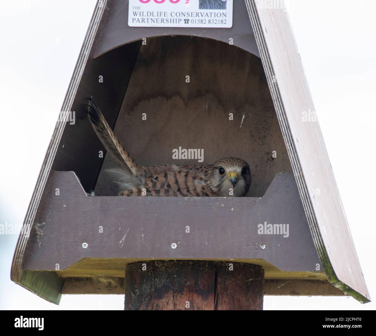 Bird nesting boxes hi-res stock photography and images - Alamy