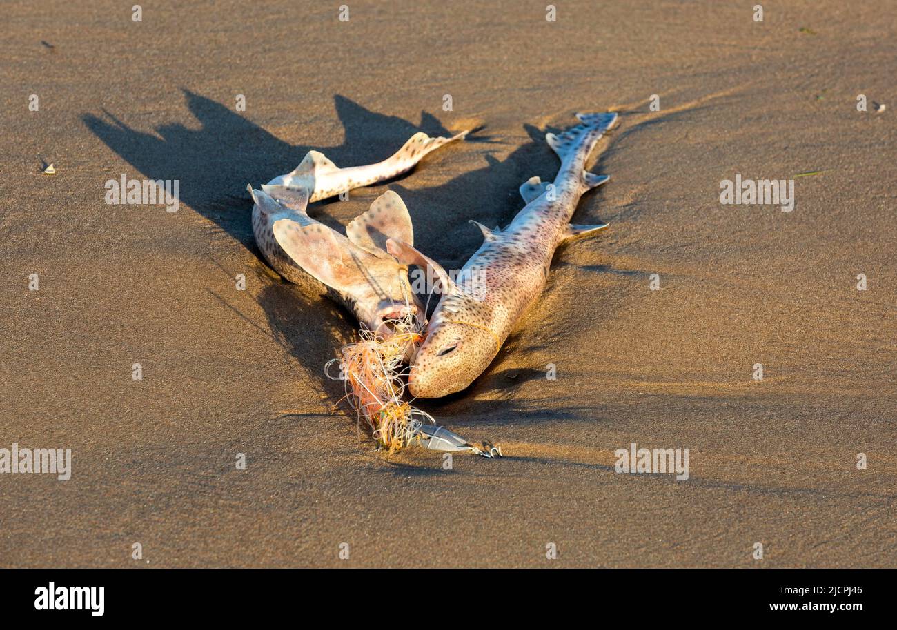 Two dead Lesser Spotted Dogfish tangled up in fishing line on a beach ...