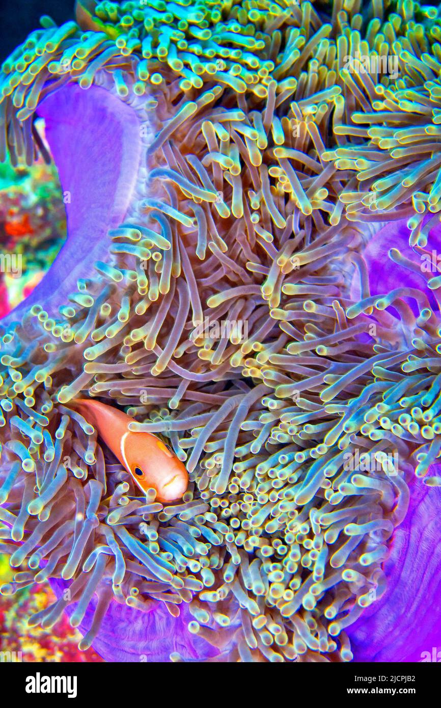 Blackfinned Anemonefish, Amphiprion nigripes, Magnificent Sea Anemone ...