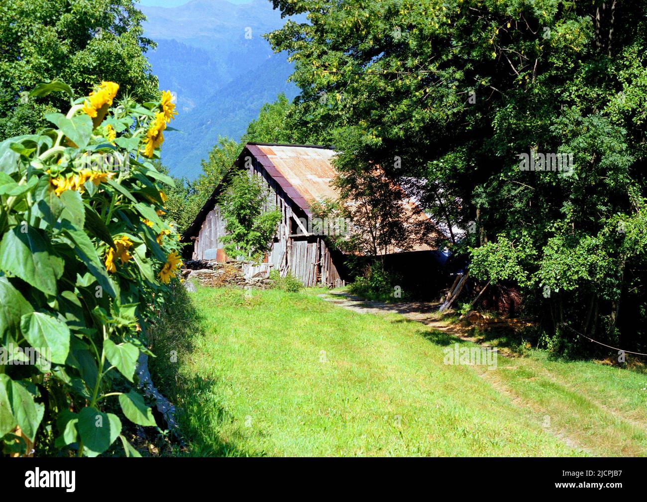 Old mountain barn with sunflowers in Beaufortain Savoie Stock Photo - Alamy