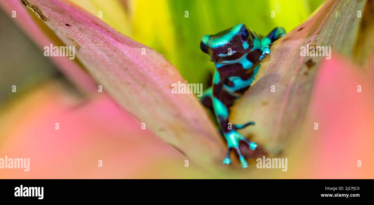 Green and Black Poison Dart Frog, Dendrobates auratus, Tropical ...
