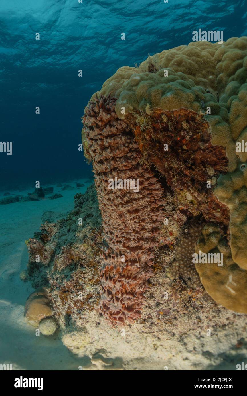 Coral reef and water plants at the Tubbataha Reefs, Philippines Stock ...