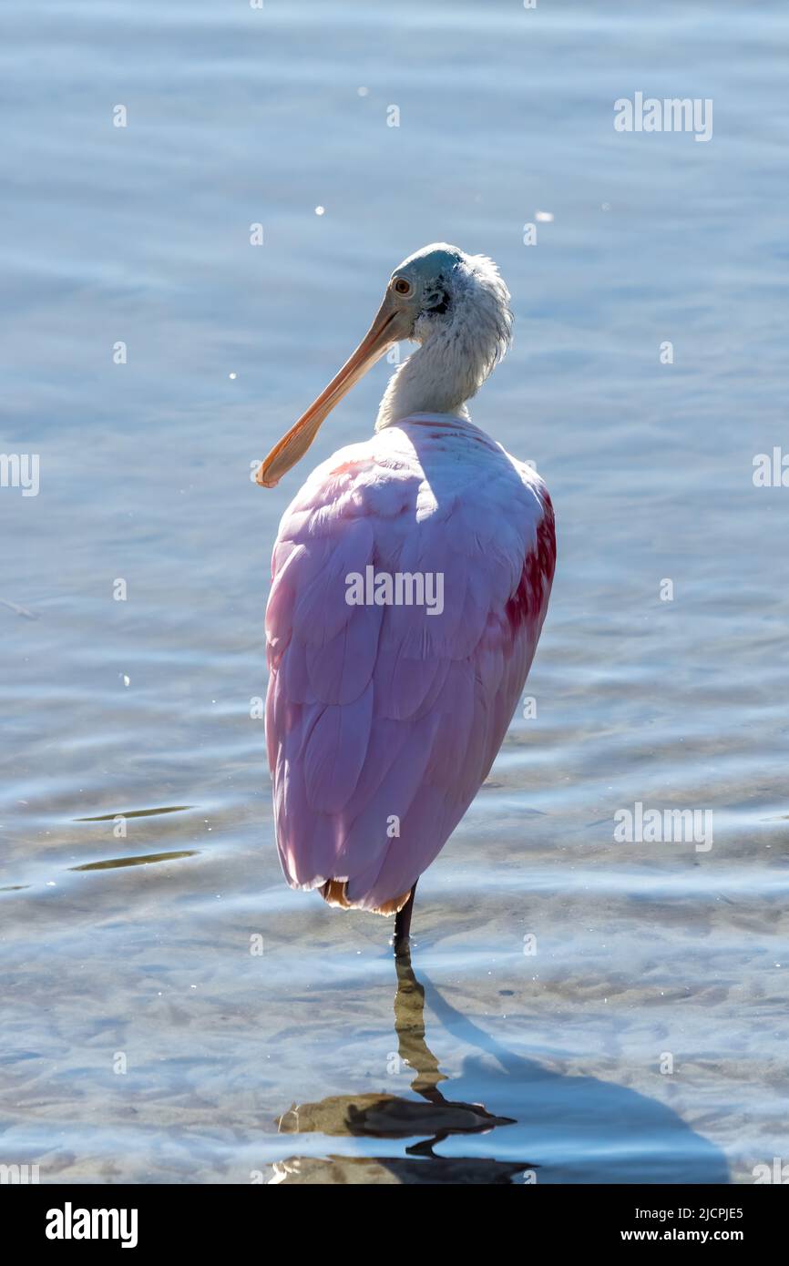 A Roseate Spoonbill, Platalea ajaja, standing on one foot in a wetland ...