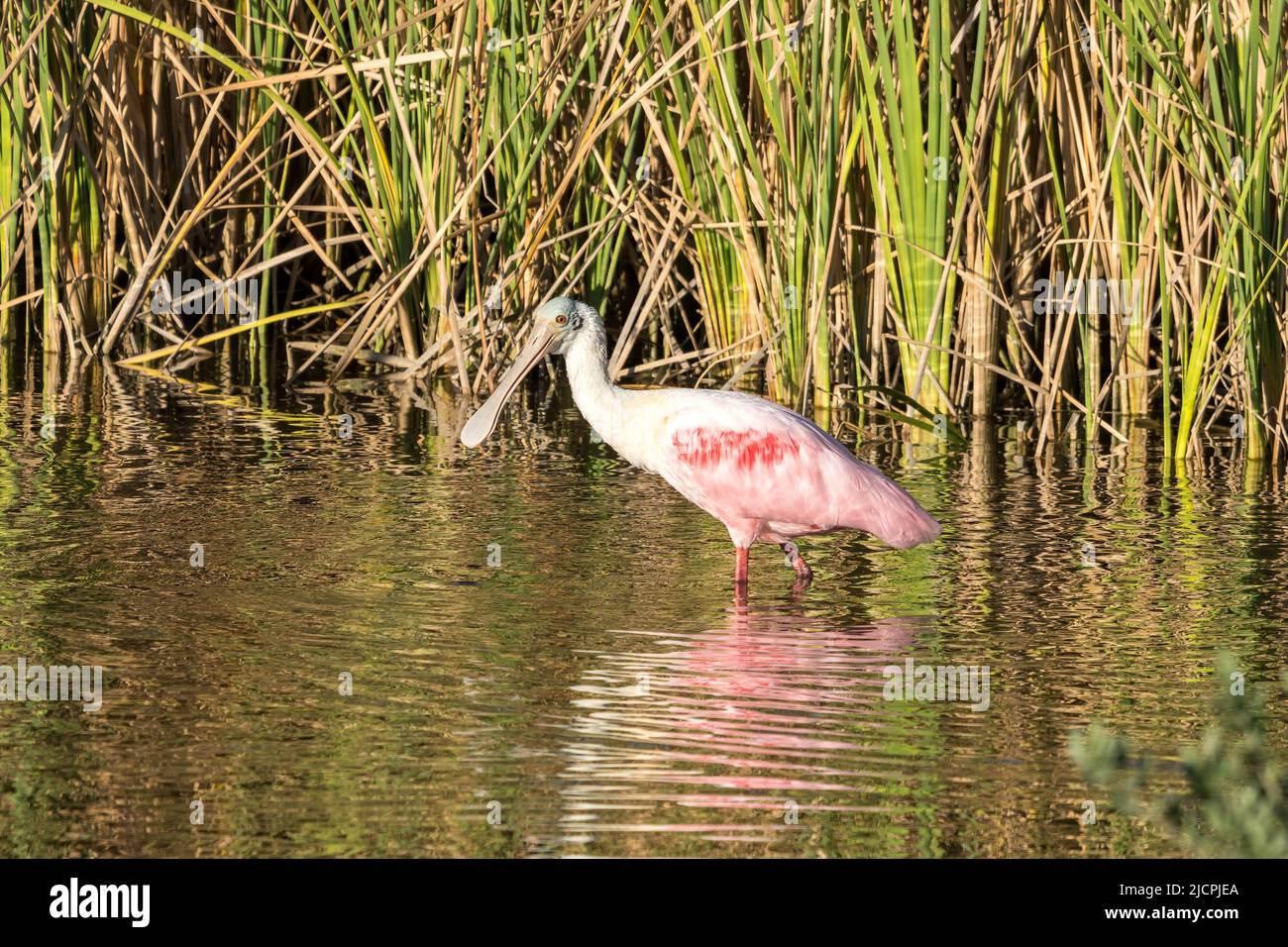 A Roseate Spoonbill, Platalea ajaja, in a wetland marsh. South Padre ...