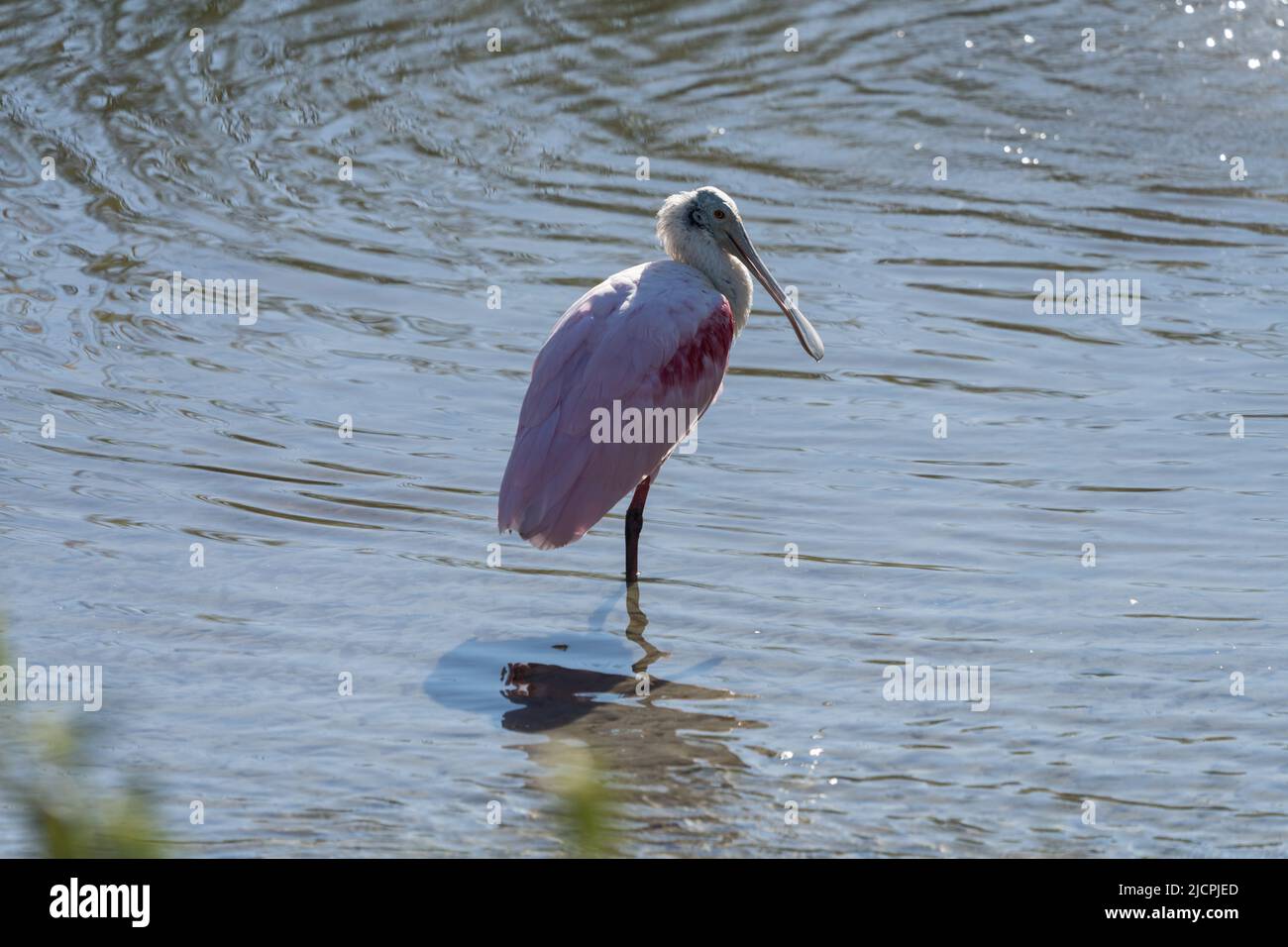 A Roseate Spoonbill, Platalea ajaja, standing on one foot in a wetland ...