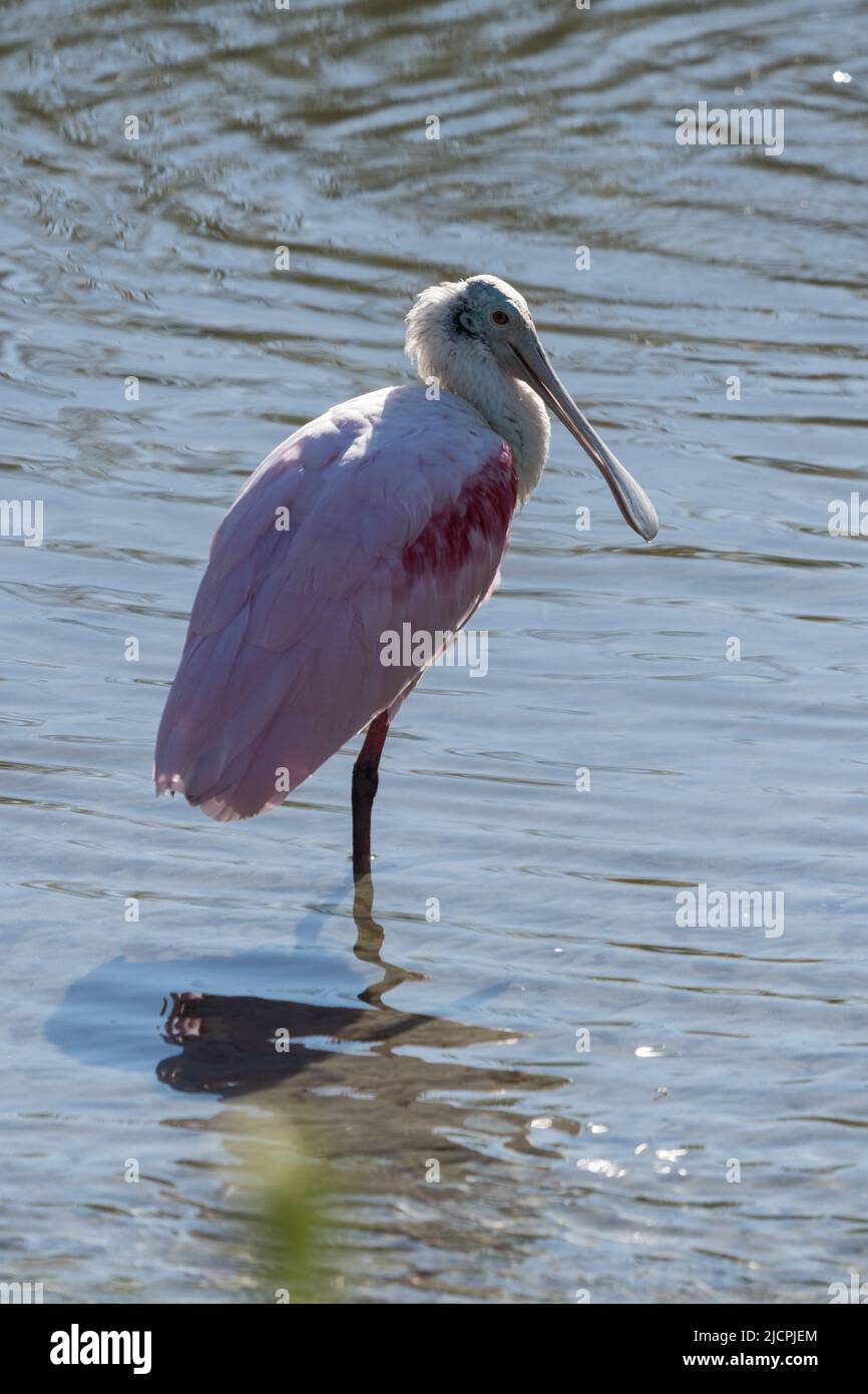 A Roseate Spoonbill, Platalea ajaja, standing on one foot in a wetland ...
