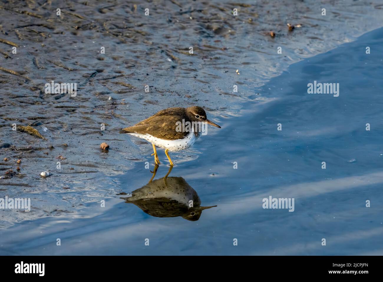 A Spotted Sandpiper, Actitis macularius, in a wetland marsh in the ...