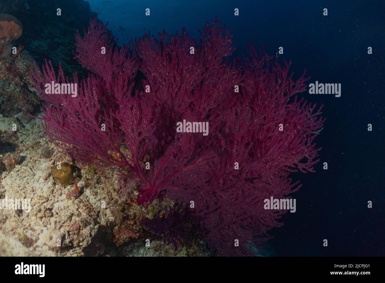 Coral reef and water plants at the Tubbataha Reefs, Philippines Stock ...