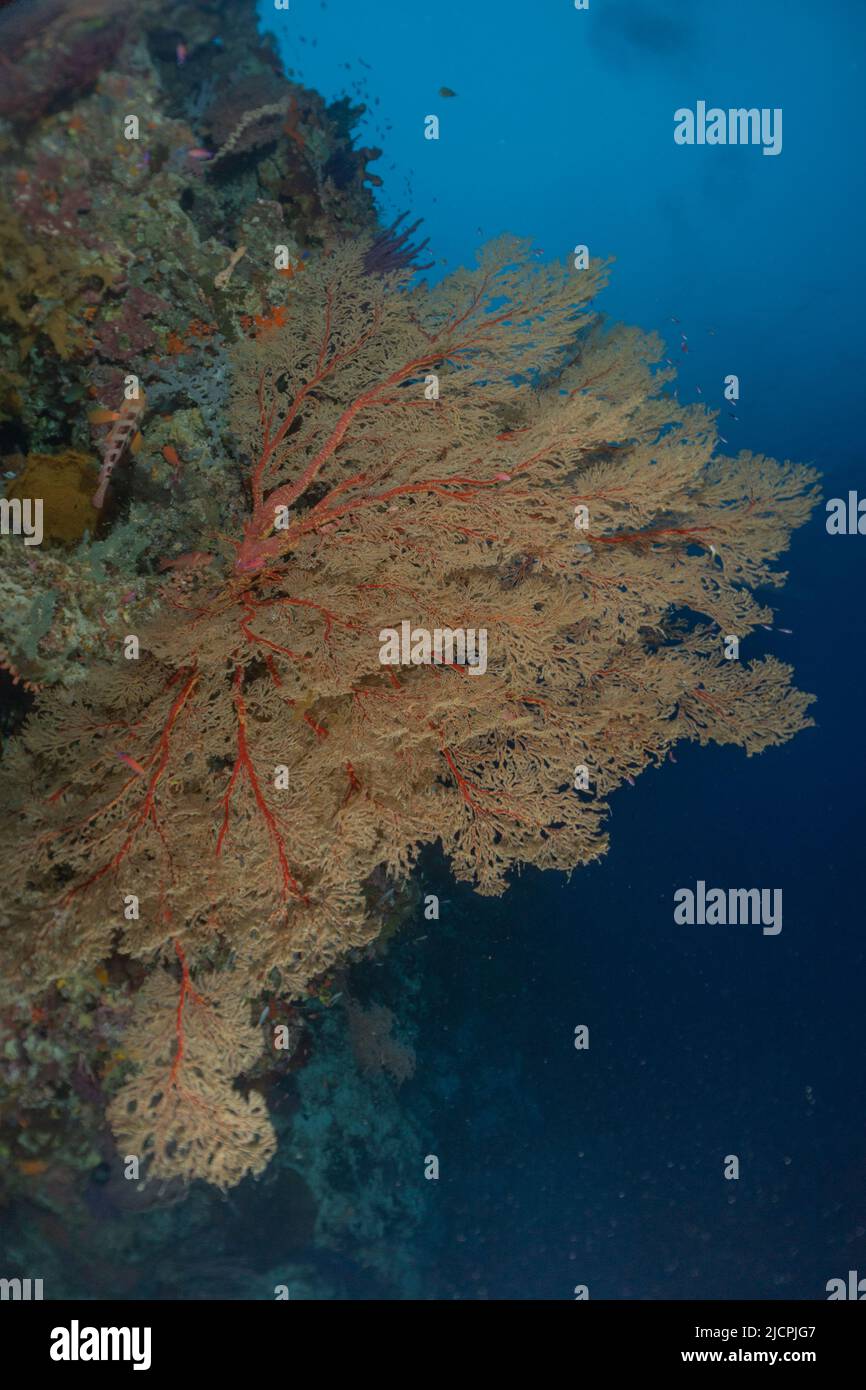 Coral reef and water plants at the Tubbataha Reefs, Philippines Stock ...