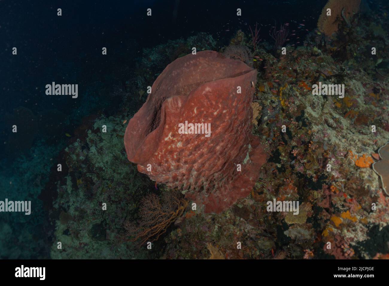 Coral reef and water plants at the Tubbataha Reefs, Philippines Stock ...