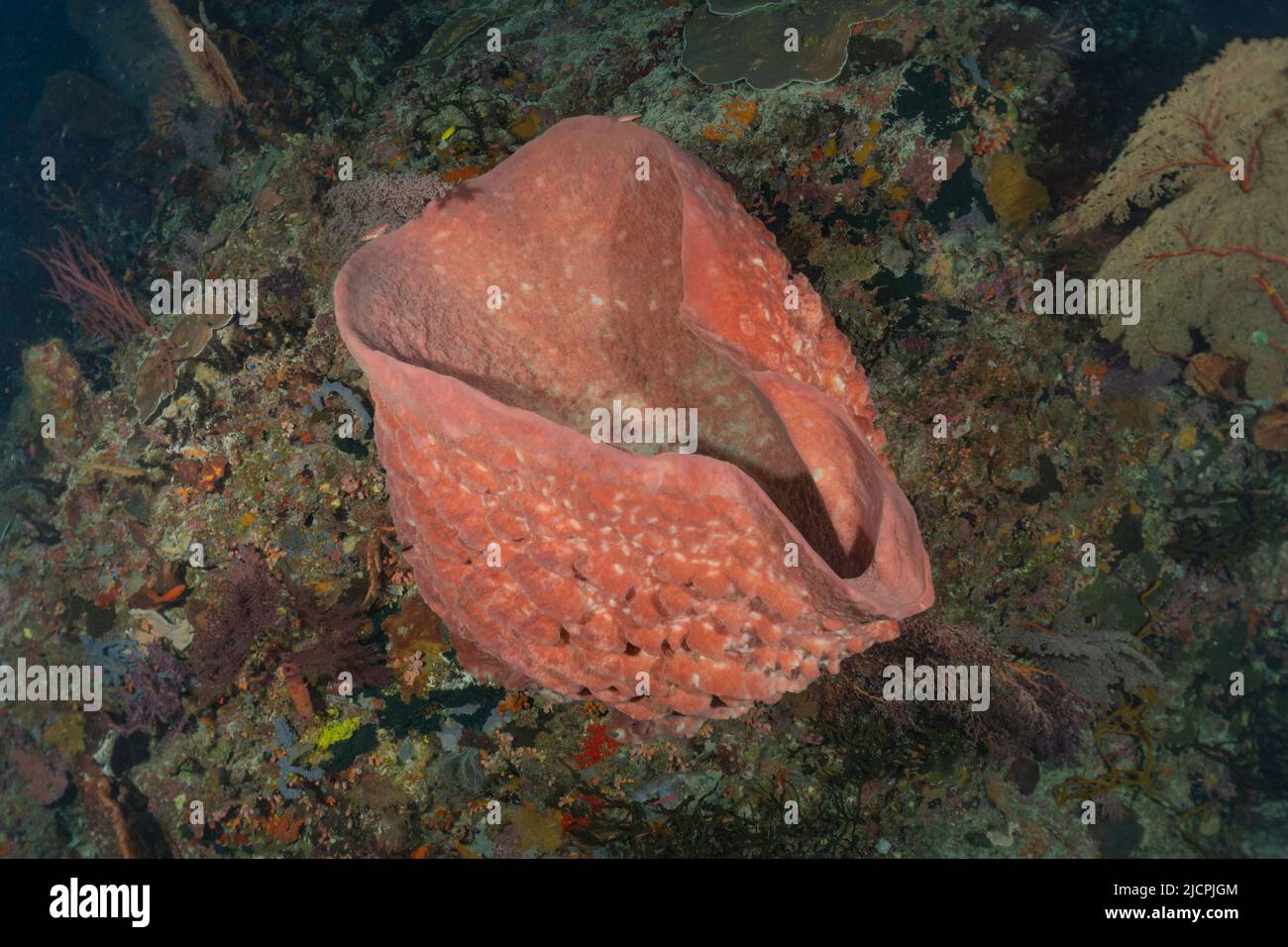 Coral reef and water plants at the Tubbataha Reefs, Philippines Stock ...