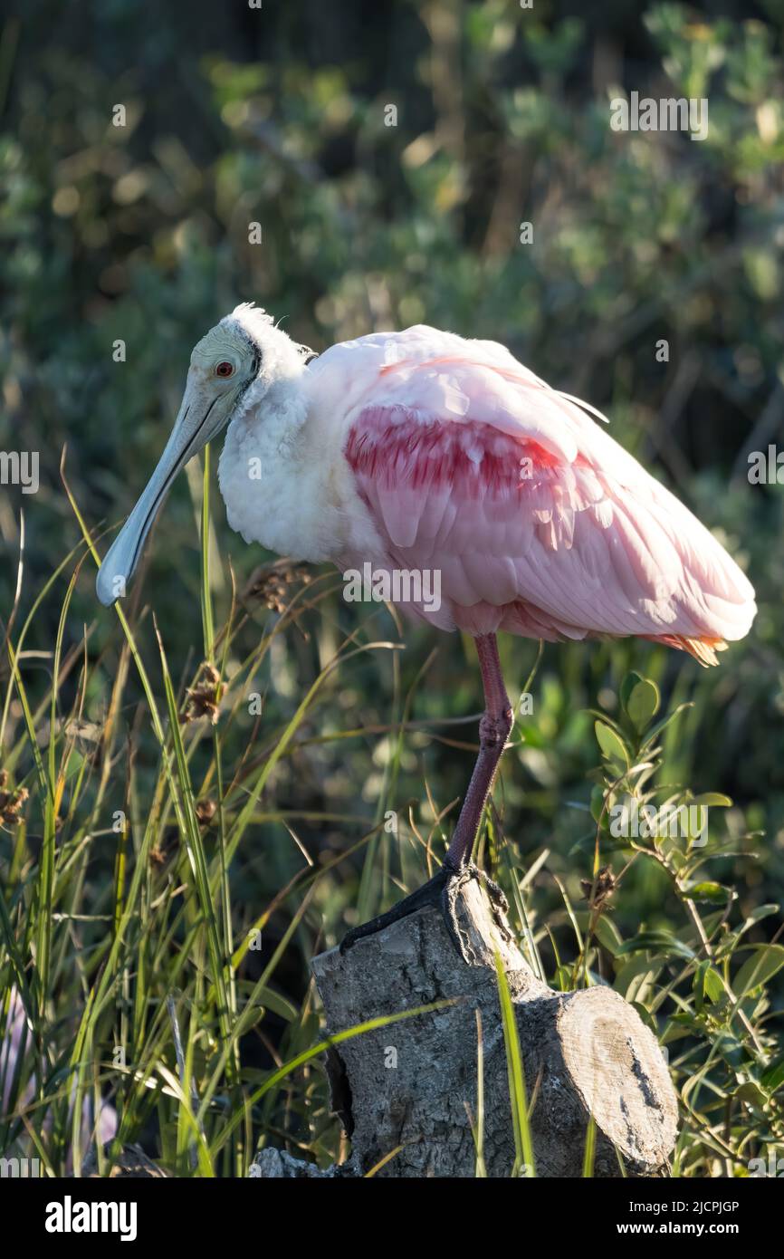 A Roseate Spoonbill, Platalea ajaja, perching on a log in a wetland ...