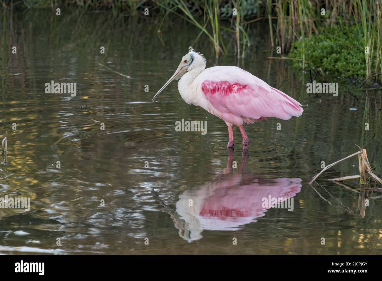 A Roseate Spoonbill, Platalea ajaja, in a wetland marsh. South Padre ...