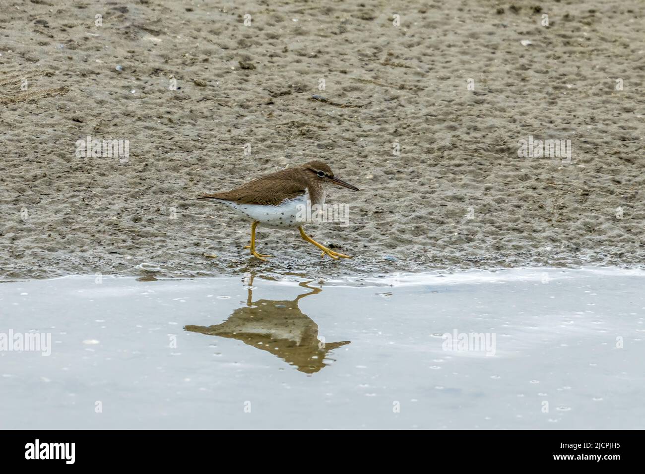 A Spotted Sandpiper, Actitis macularius, in a wetland marsh in the ...