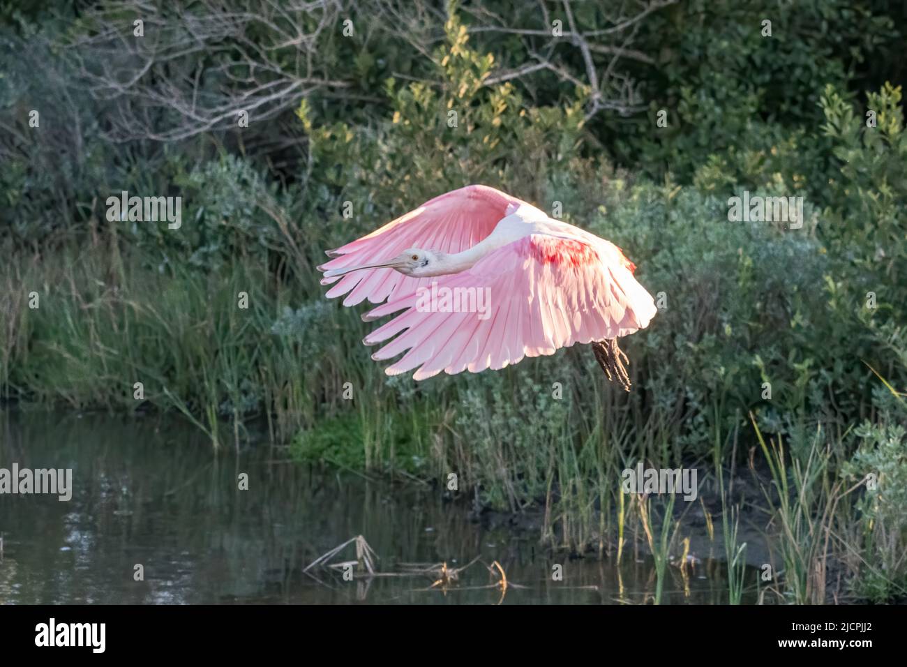 A Roseate Spoonbill, Platalea ajaja, takes flight in a wetland marsh in ...