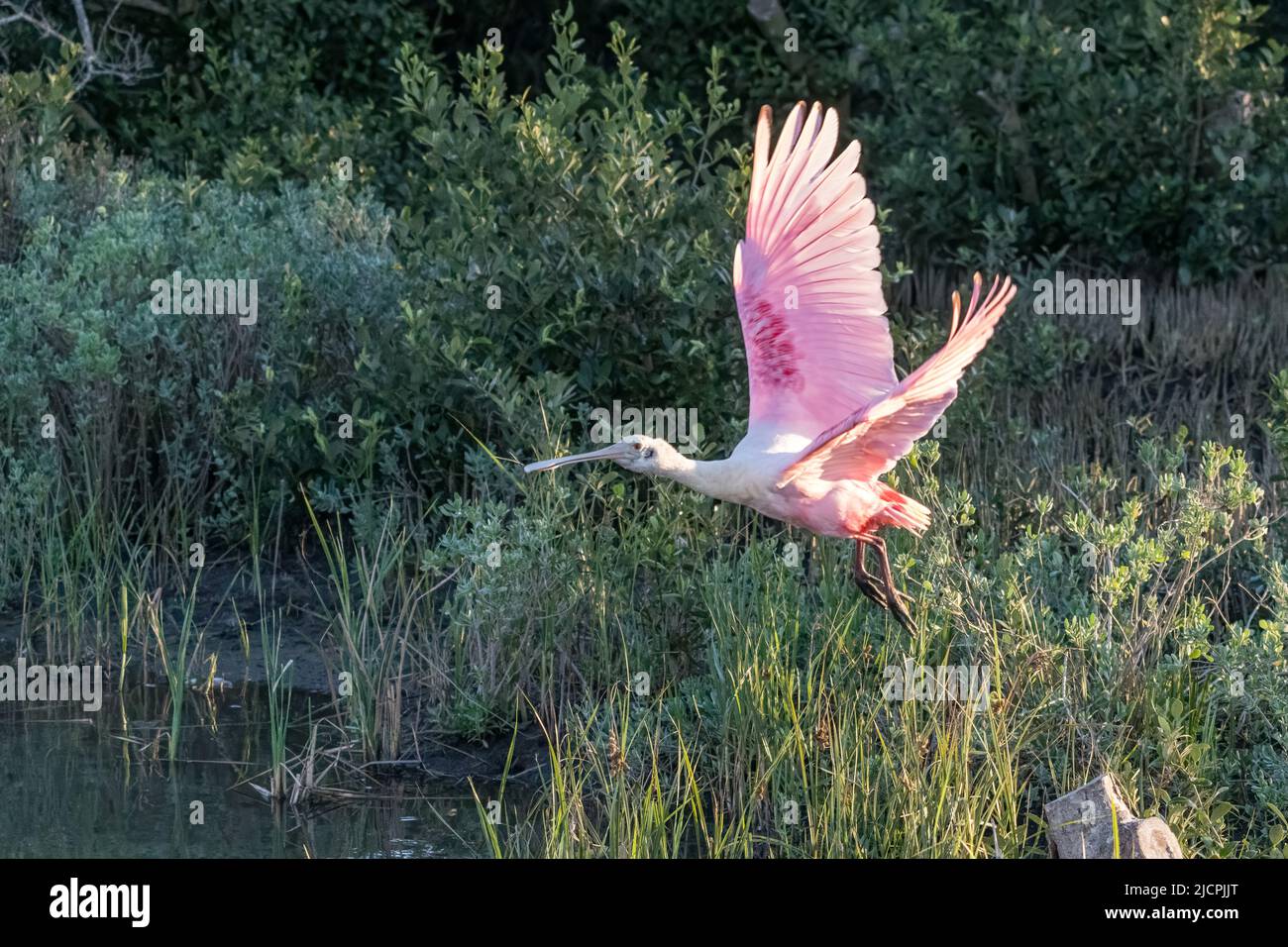 A Roseate Spoonbill, Platalea ajaja, takes flight in a wetland marsh in ...