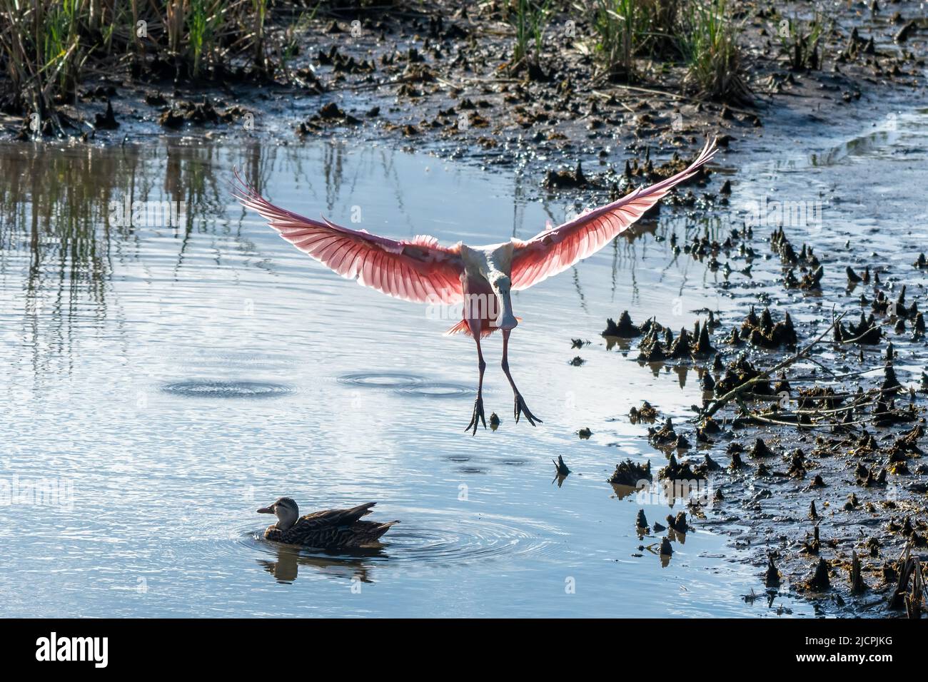 A Roseate Spoonbill, Platalea ajaja, comes in to land in a wetland ...