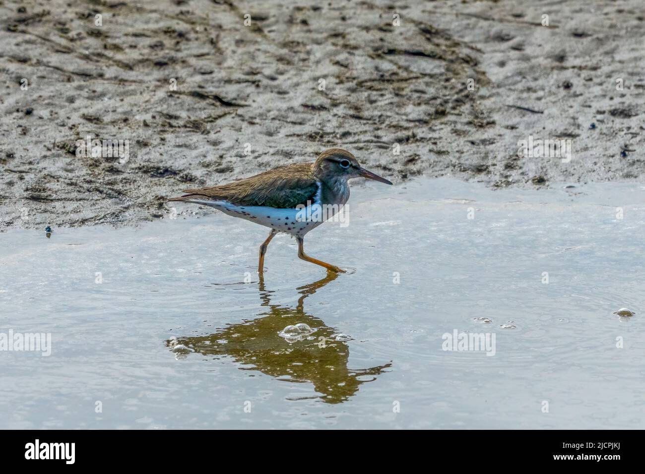 A Spotted Sandpiper, Actitis macularius, in a wetland marsh in the ...