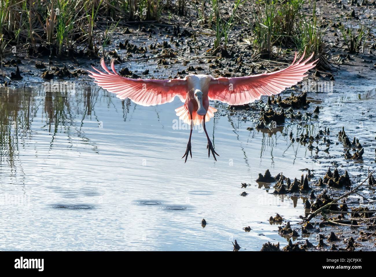 A Roseate Spoonbill, Platalea ajaja, comes in to land in a wetland ...