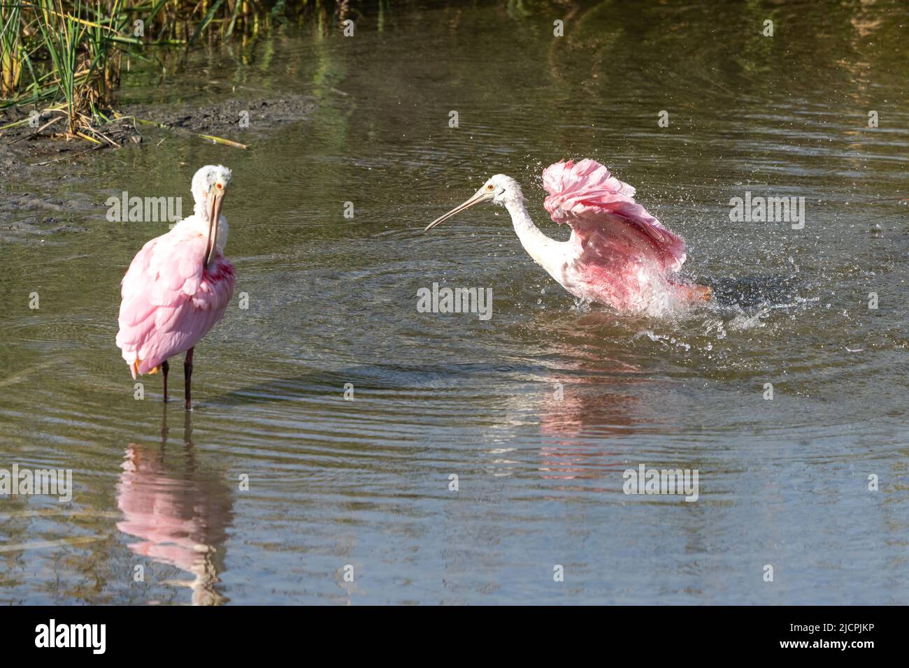A Roseate Spoonbill, Platalea ajaja, bathing in a wetland marsh. South ...
