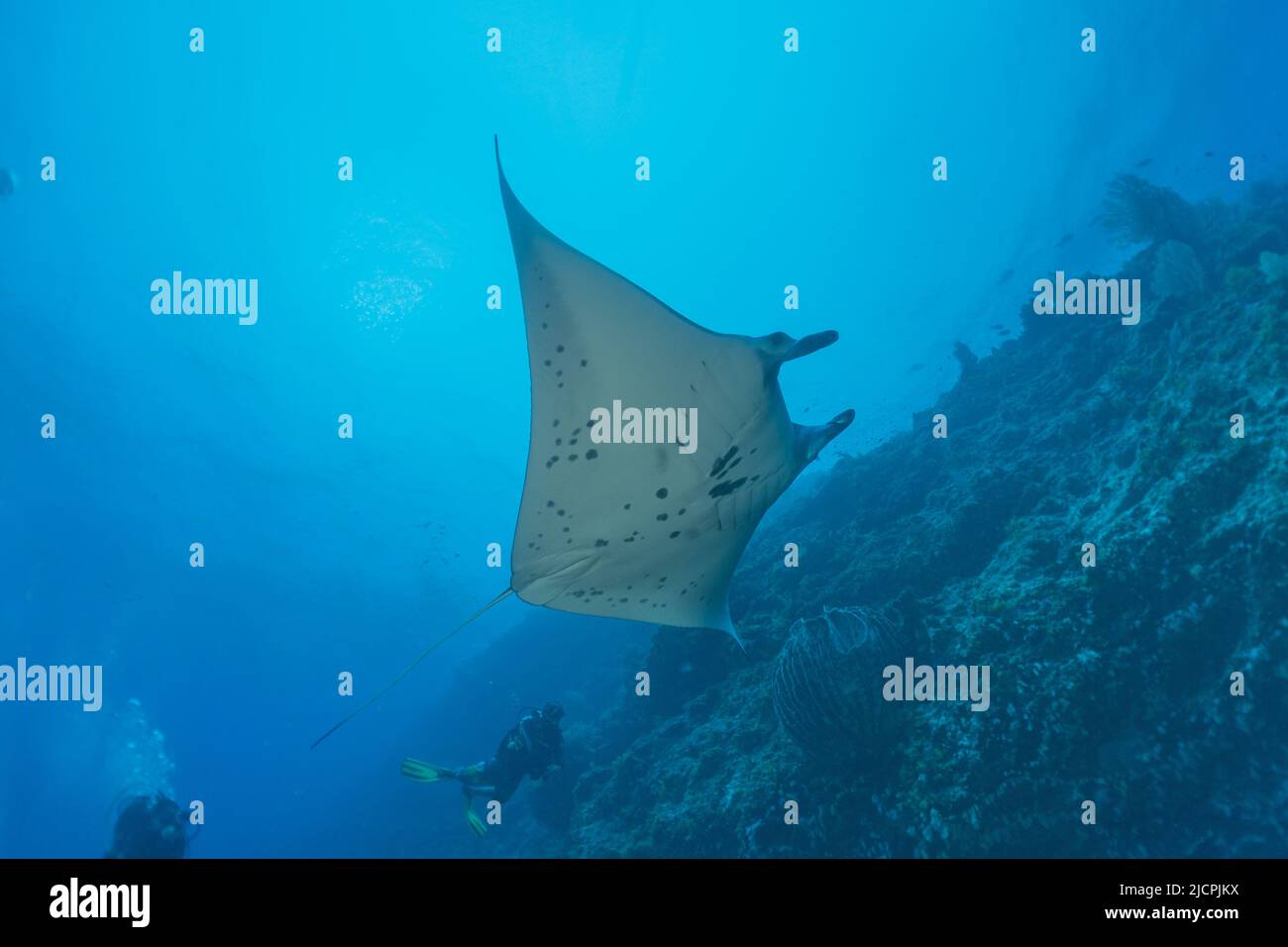 Manta Rays swim at the Tubbataha Reefs Philippines Amazing animal Stock ...