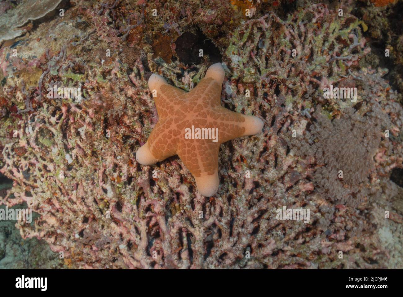 Starfish On the seabed at the Tubbataha Reefs Philippines Stock Photo ...